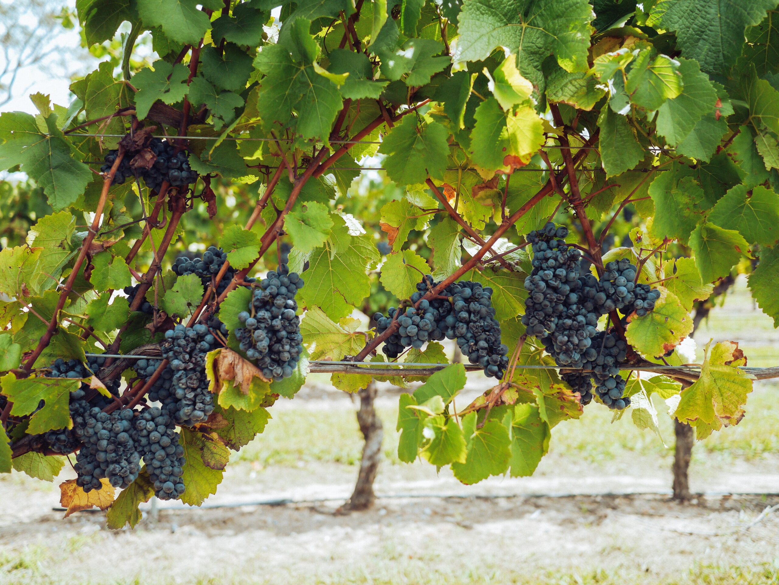 Farm Stay in Victoria for the Gourmet Foodie