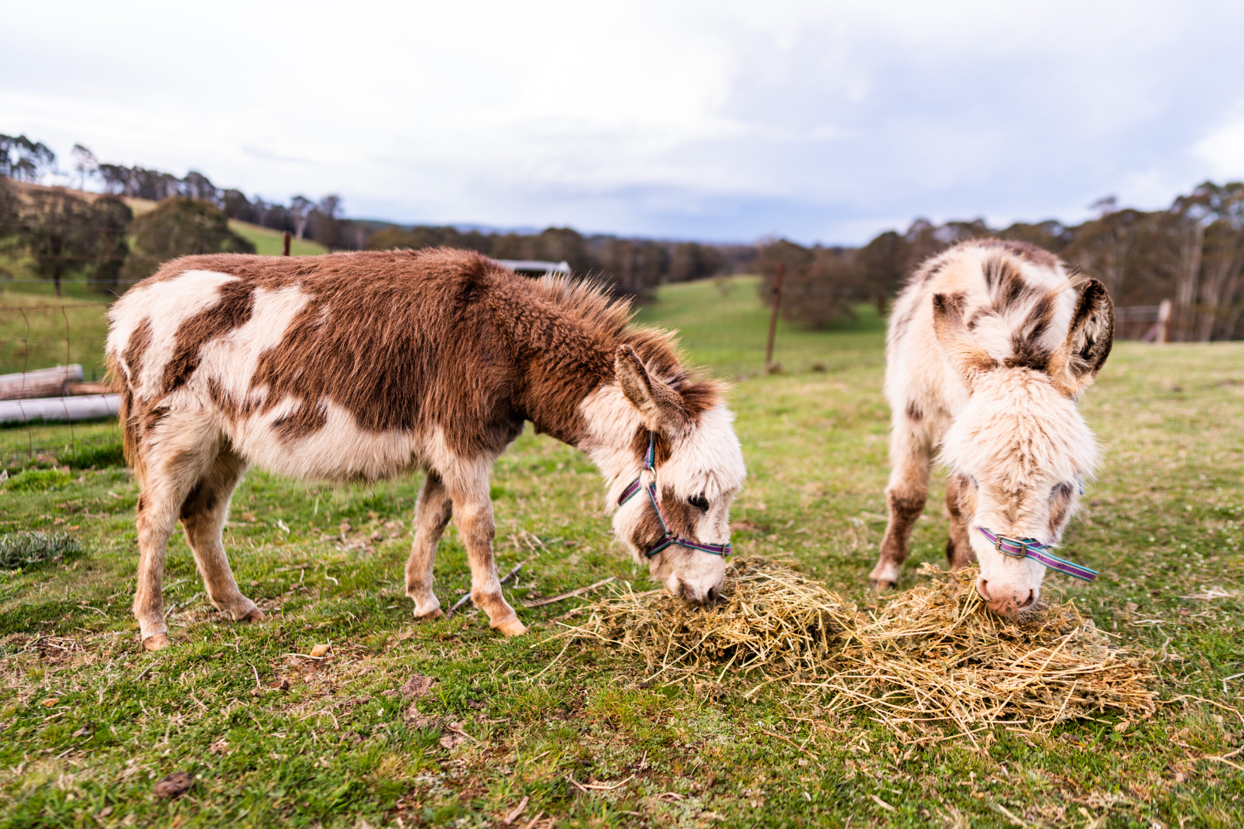 Discover NSW Farm Stays: Your Regional Accommodation Guide