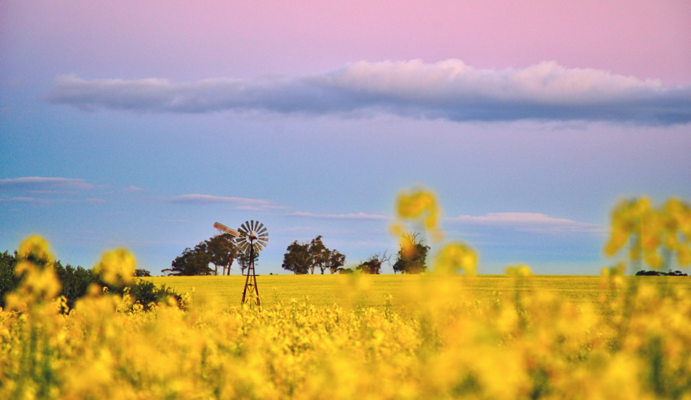 Canola Fields Near Perth: Exploring the Golden Symphony