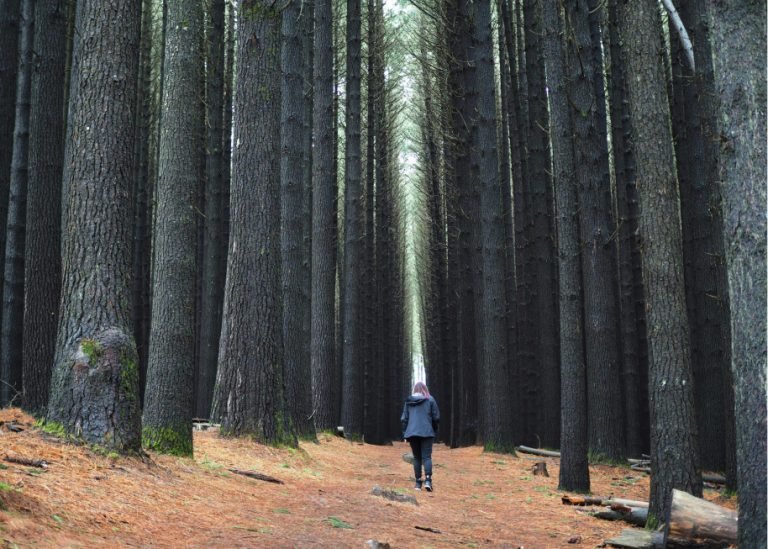 Explore Queensland Farm Stays: Your Authentic Rural Getaway