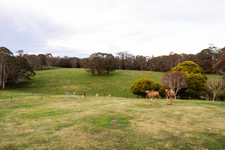 Explore Queensland Farm Stays: Your Authentic Rural Getaway